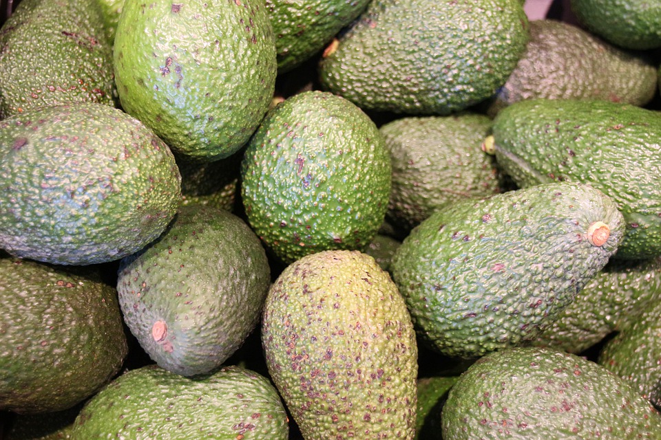 The Complete Guide to Importing Avocado in Egypt 2026 - Freshela Exporters